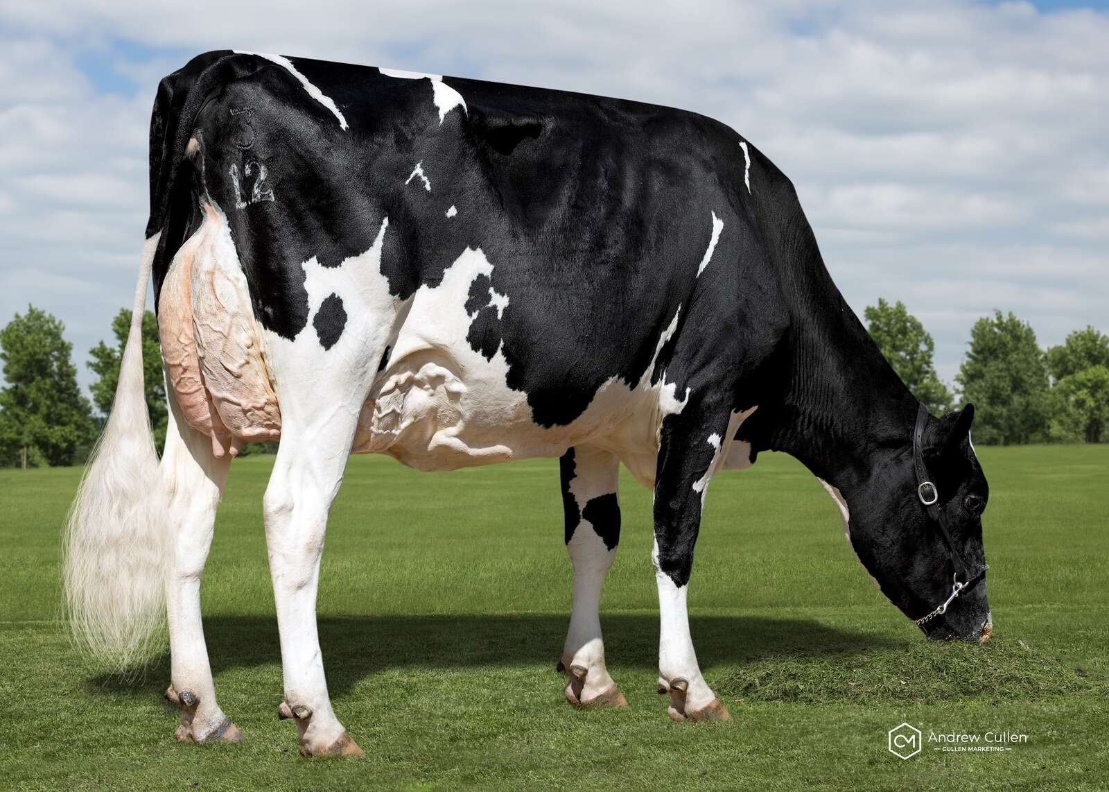 WA genetics make ABV history | Dairy News Australia