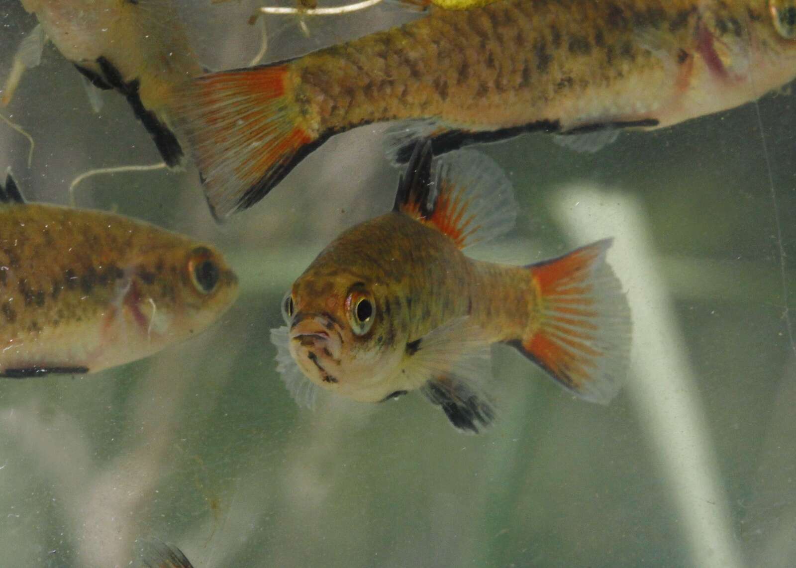 Pygs fly thanks to team effort | Seymour Telegraph