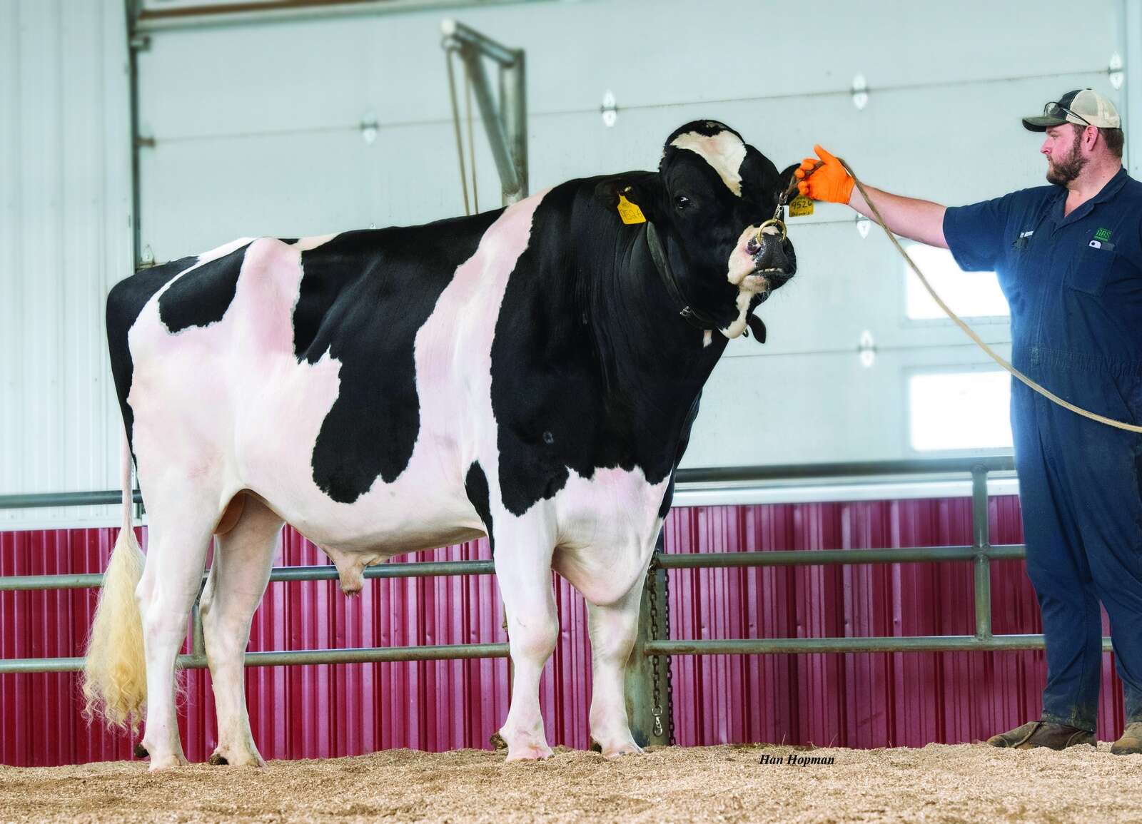 Removing the poor genes to deliver quality and certainty | Dairy News ...