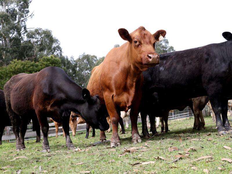 Beef-loving US can't get enough true blue red meat | Shepparton News