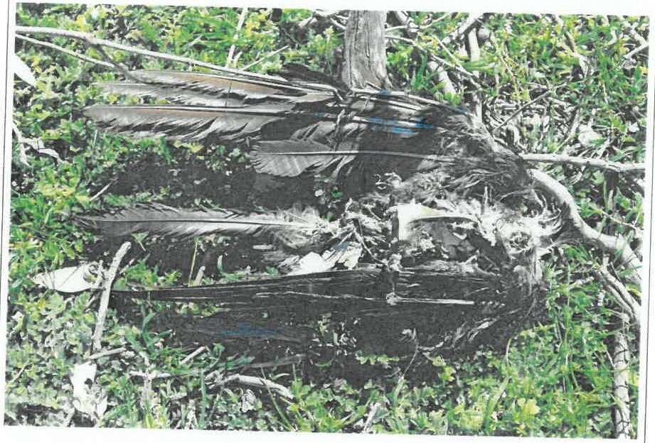 Eagle killing case abandoned | Country News