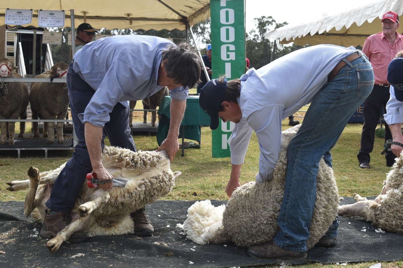 John beats son in shearing comp | Riverine Herald
