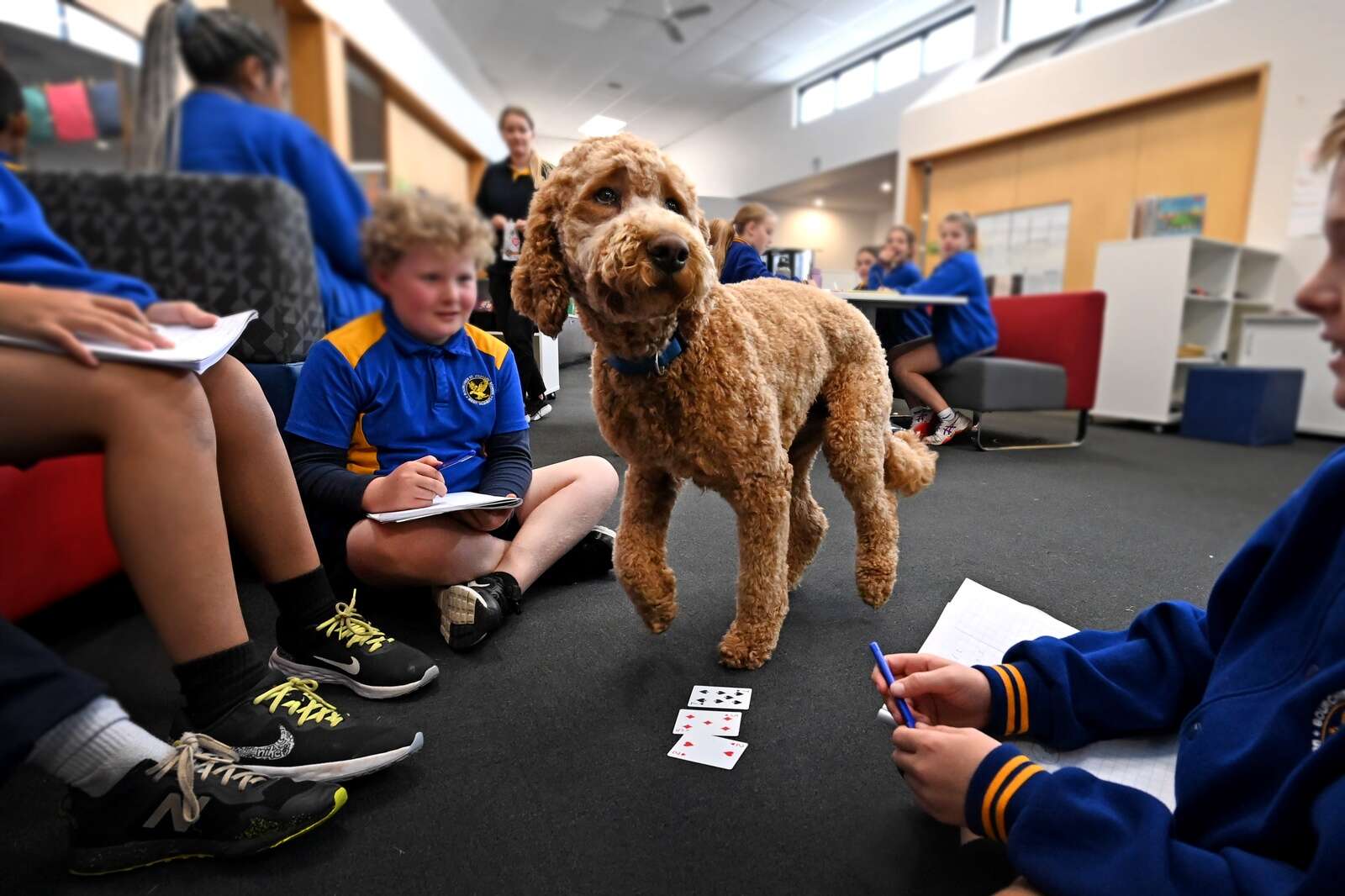Murray the wellbeing dog brings joy and calm to Bourchier St Primary ...