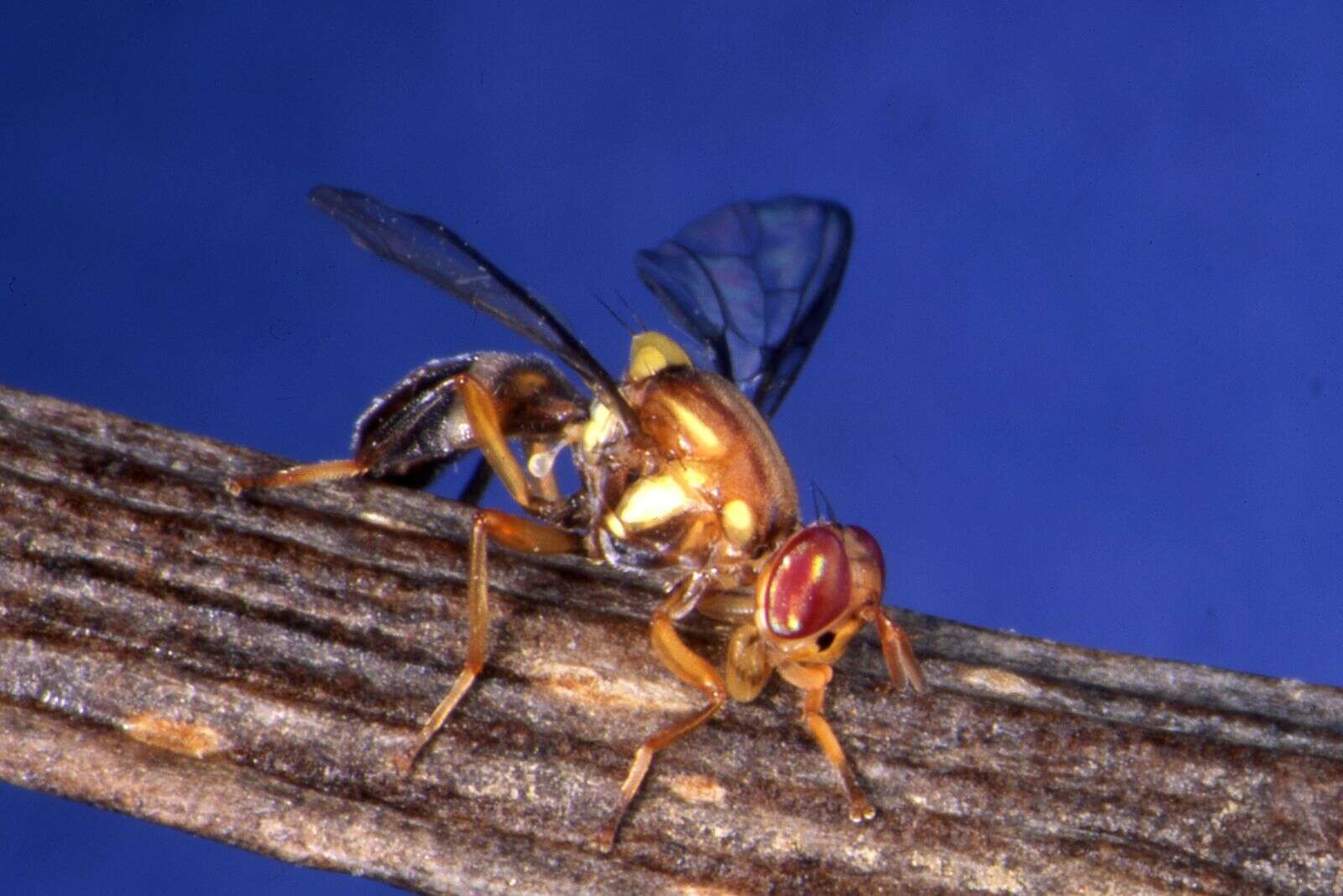 Abuzz for fruit fly research | Country News