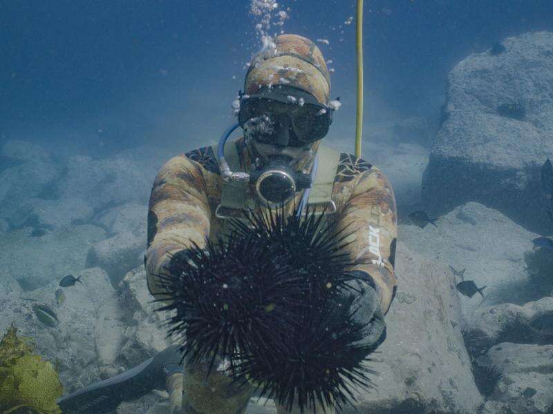 Urgent urchin action a win-win for jobs and environment | Riverine Herald