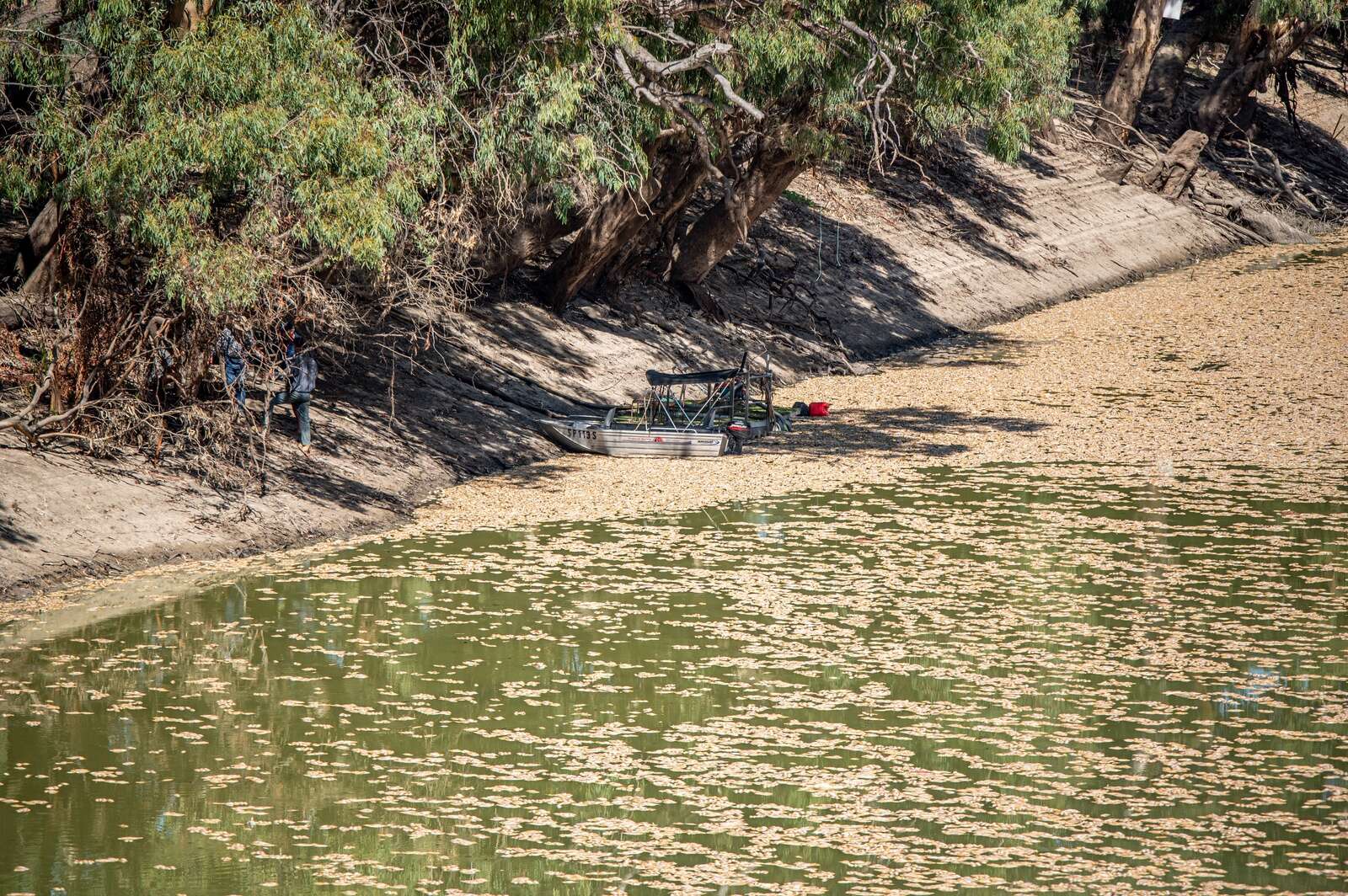 Mass NSW fish kill prompts ongoing water testing | Seymour Telegraph