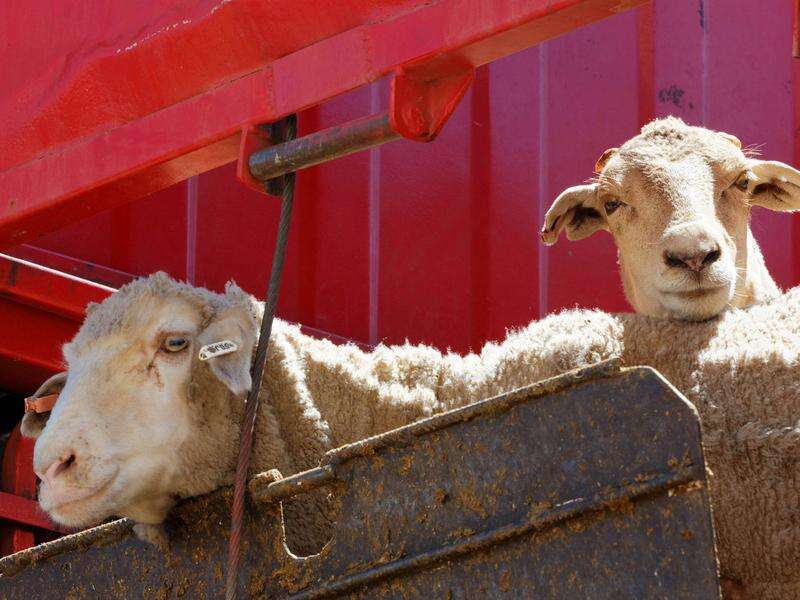 Live sheep export gets green light | Country News