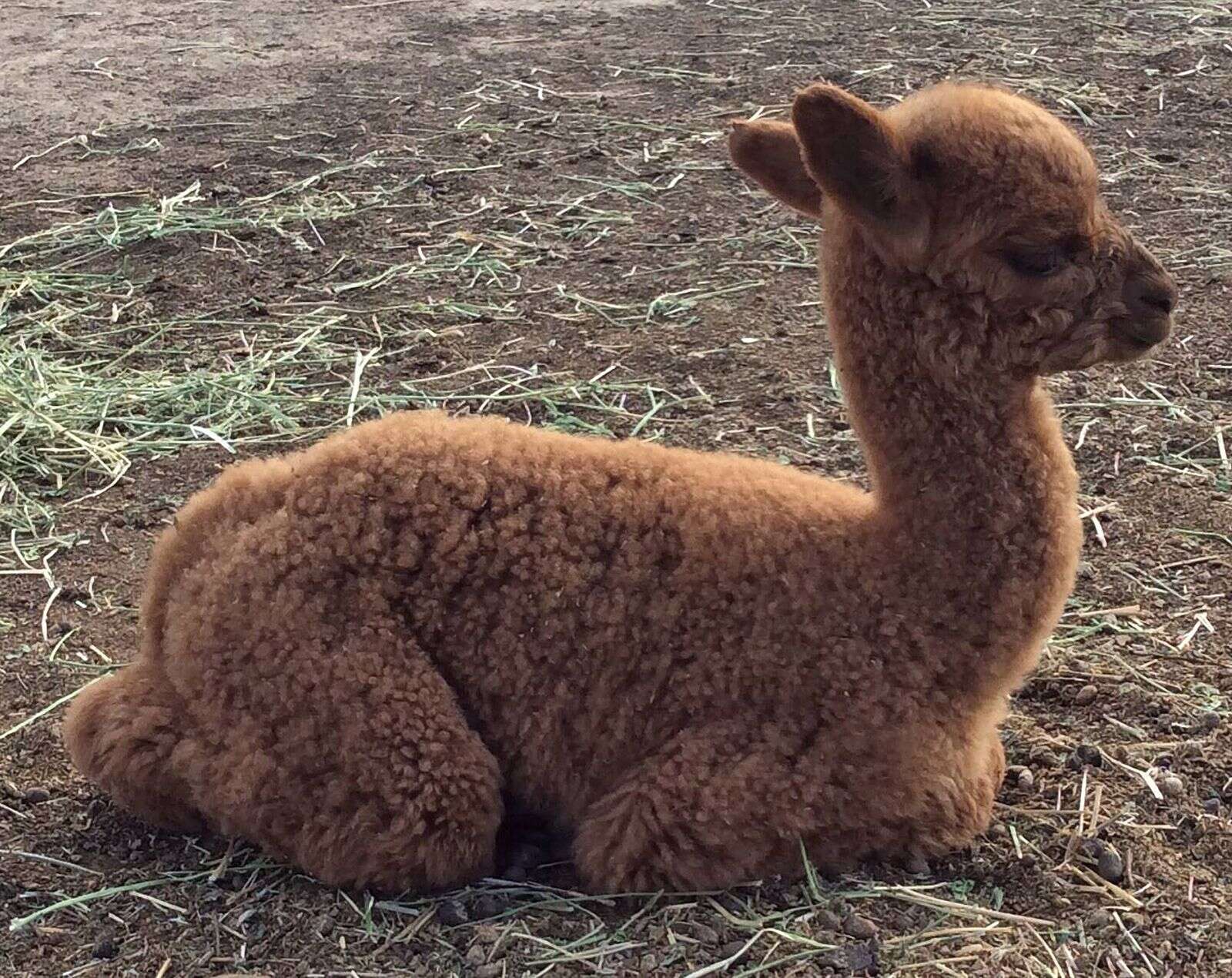 Mini-goats join alpaca stud | Cobram Courier