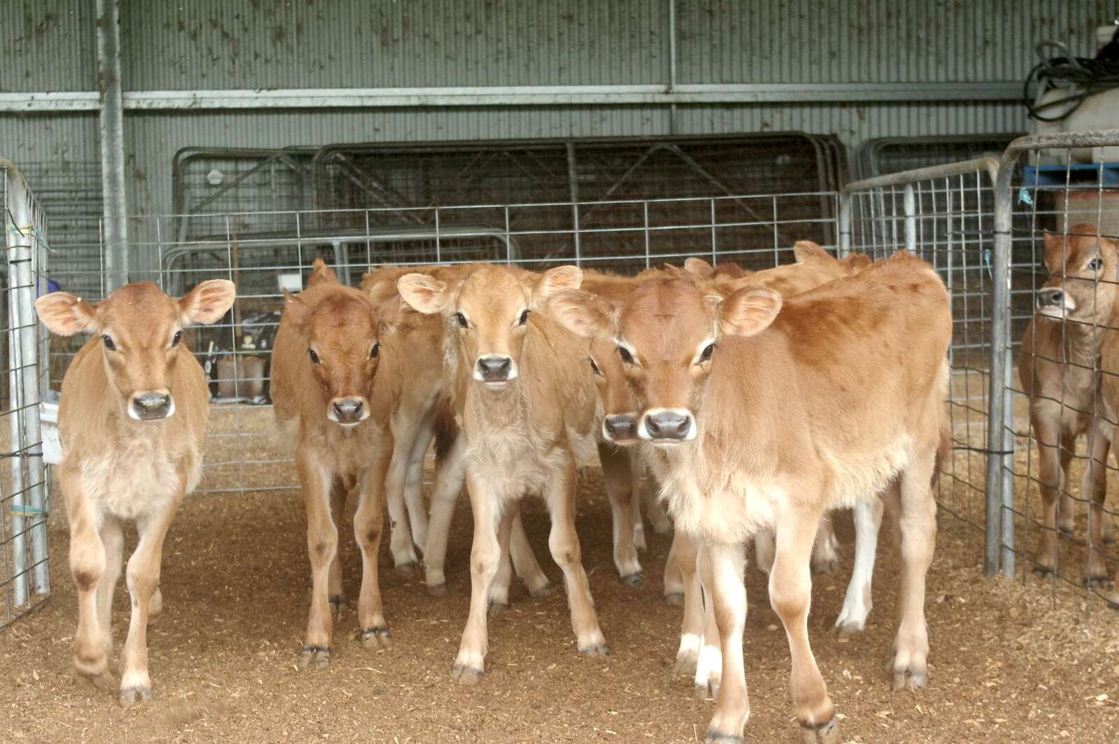 Community investment grants available for dairy regions | Dairy News ...