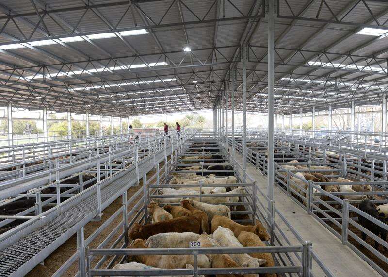 Survey shows increase in saleyard activity | Deniliquin Pastoral Times