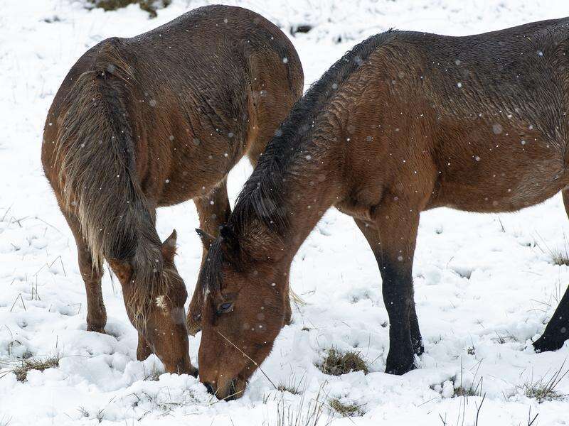 Brumbies cull wins tick of approval, but rift remains | Shepparton News