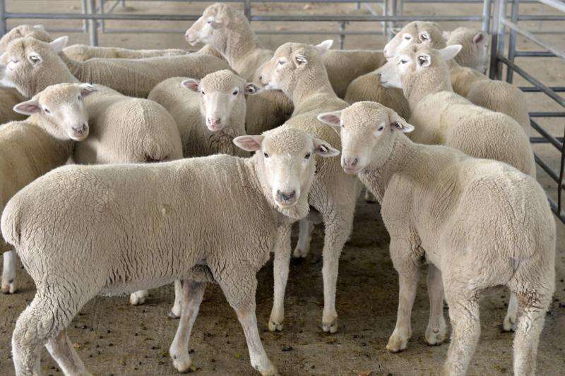 Pain relief is now law when mulesing sheep | Country News