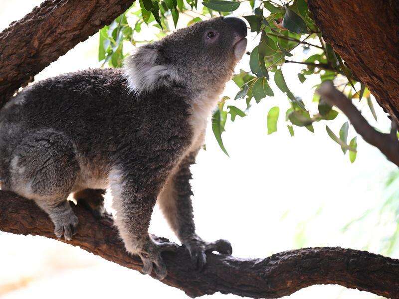 Death most likely outcome for koalas in care: vet data | Country News