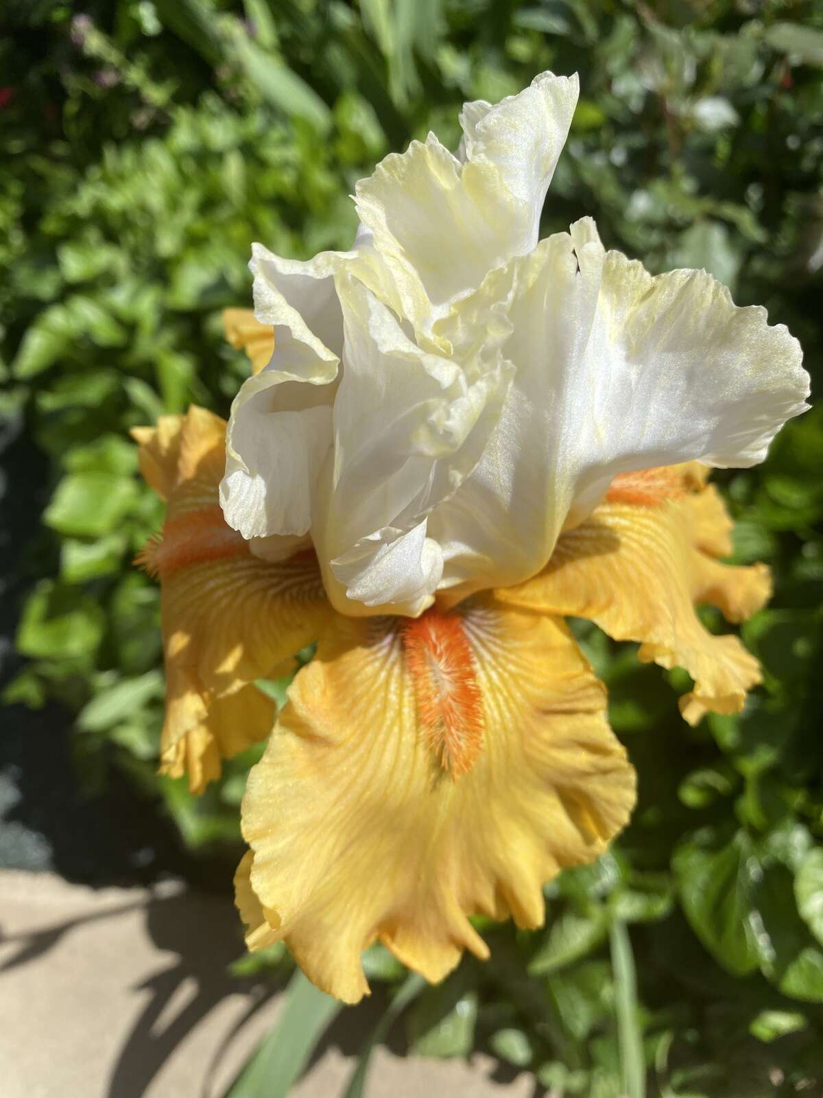 A labour of love | Benalla Ensign