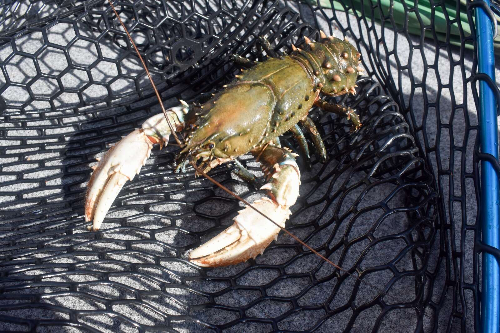 Freshwater cray countdown begins | Seymour Telegraph