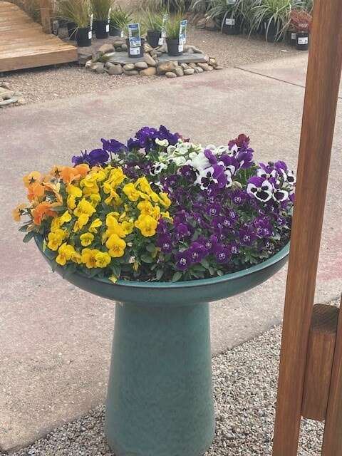 Growing for Success | Pot-tential tips for garden rescue | Shepparton News