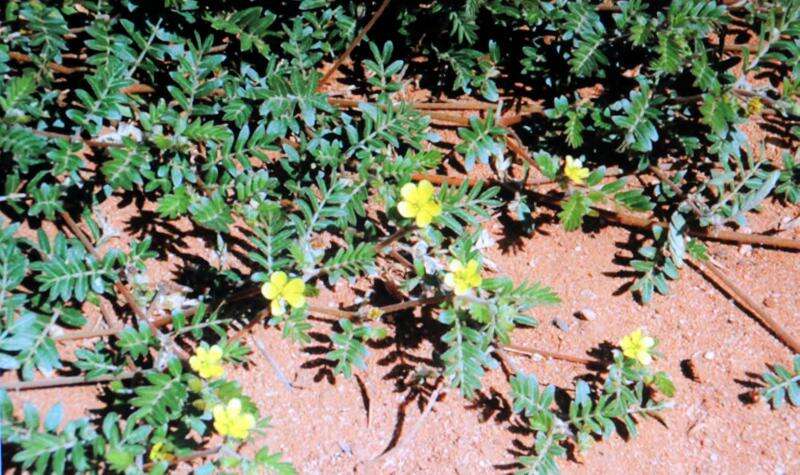 Keep an eye out for Bindee Eye | Country News