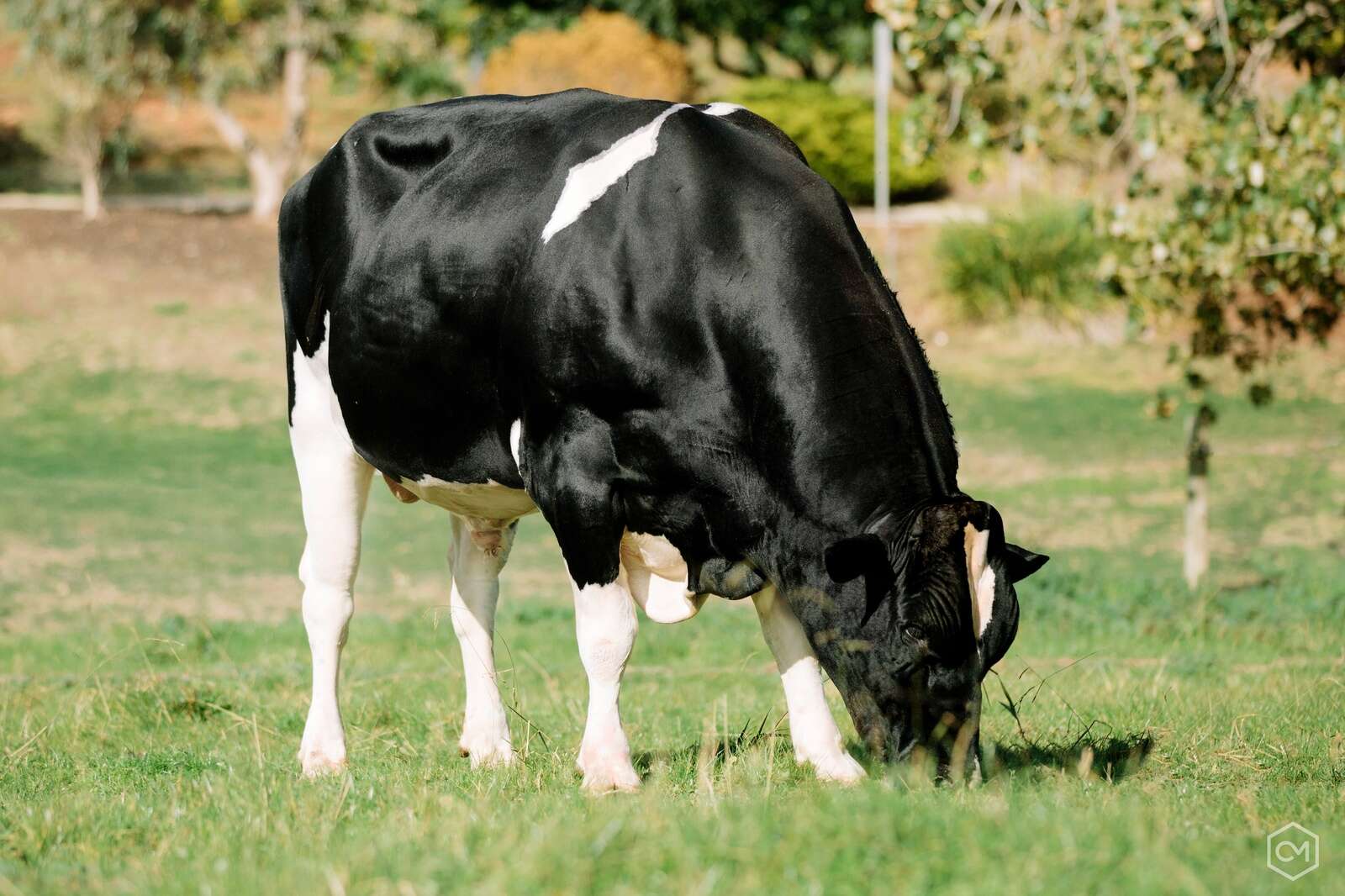 Star bull is out to pasture | Dairy News Australia
