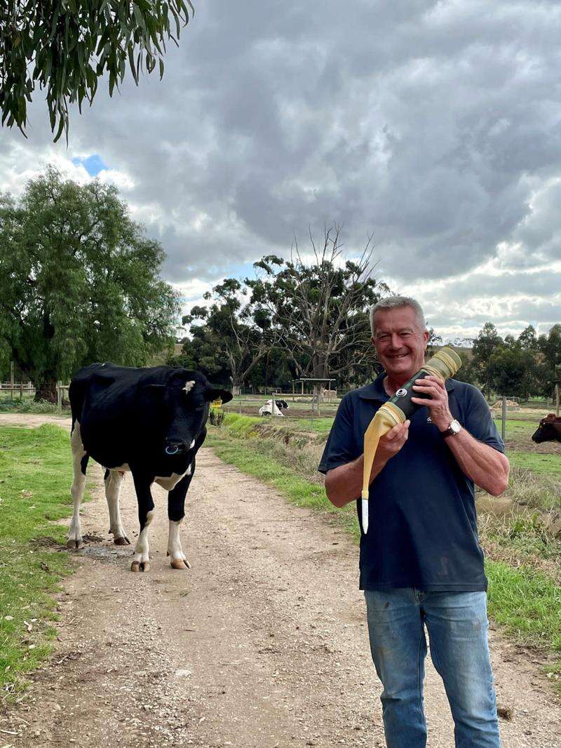 End of an era at Bacchus Marsh bull farm | Dairy News Australia
