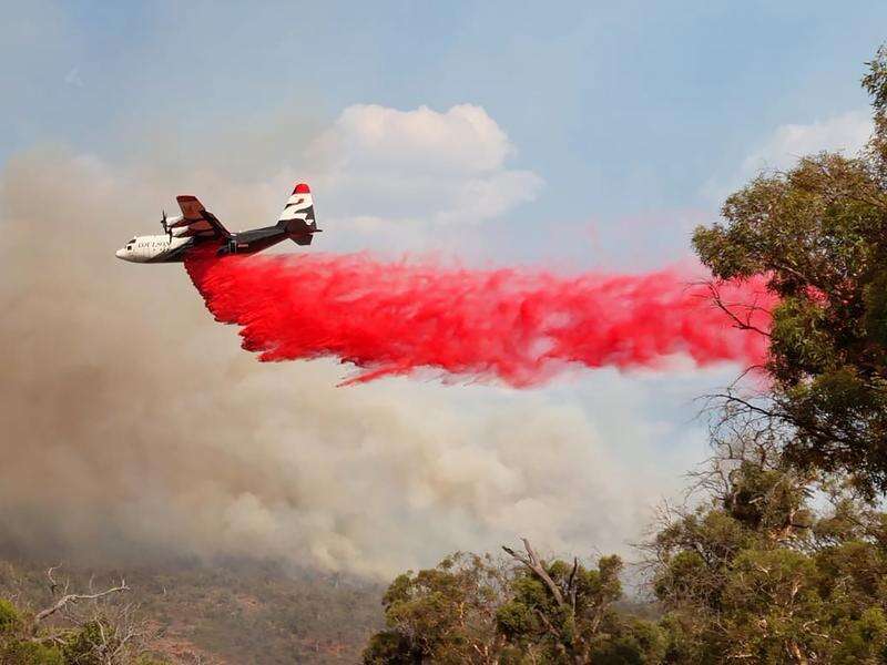 Bushfire-fighting chemicals stunt, kill frogs: study | Country News
