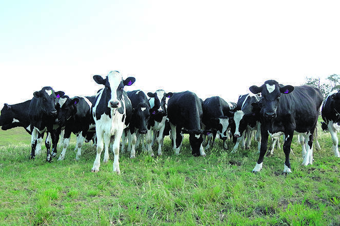 Dairy code out for consultation | Dairy News Australia
