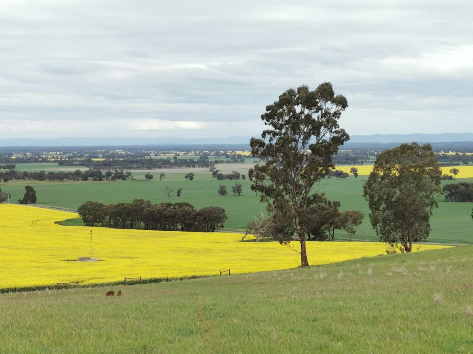 Farmland cost more than doubles in past decade | Dairy News Australia