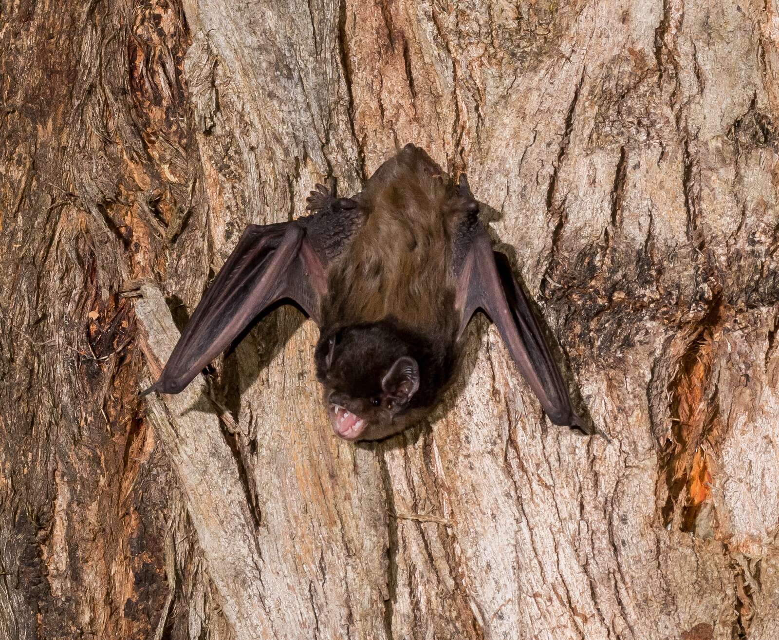 Native bats take on insect control | Country News
