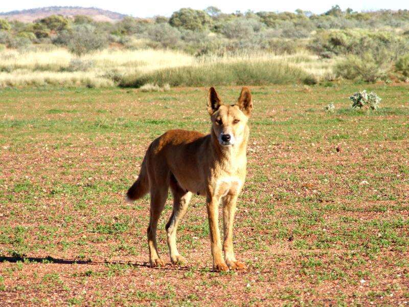 Rangers search for dingo after serious toddler attack | Country News