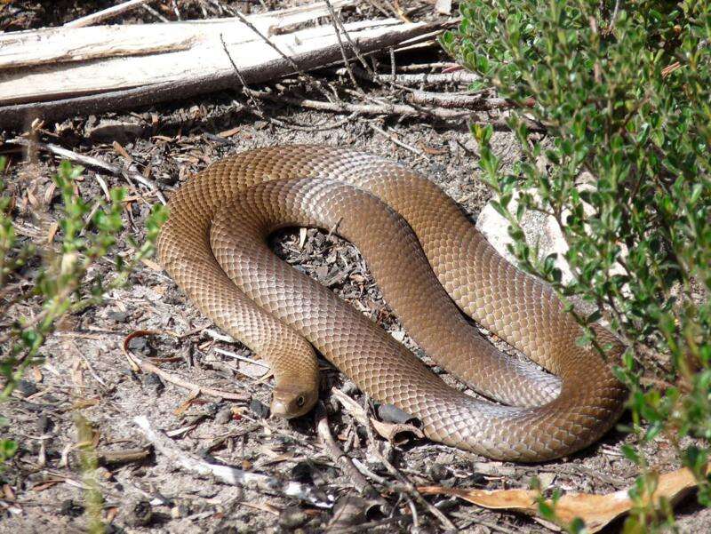 Snakes on the move in north-east Victoria | Seymour Telegraph