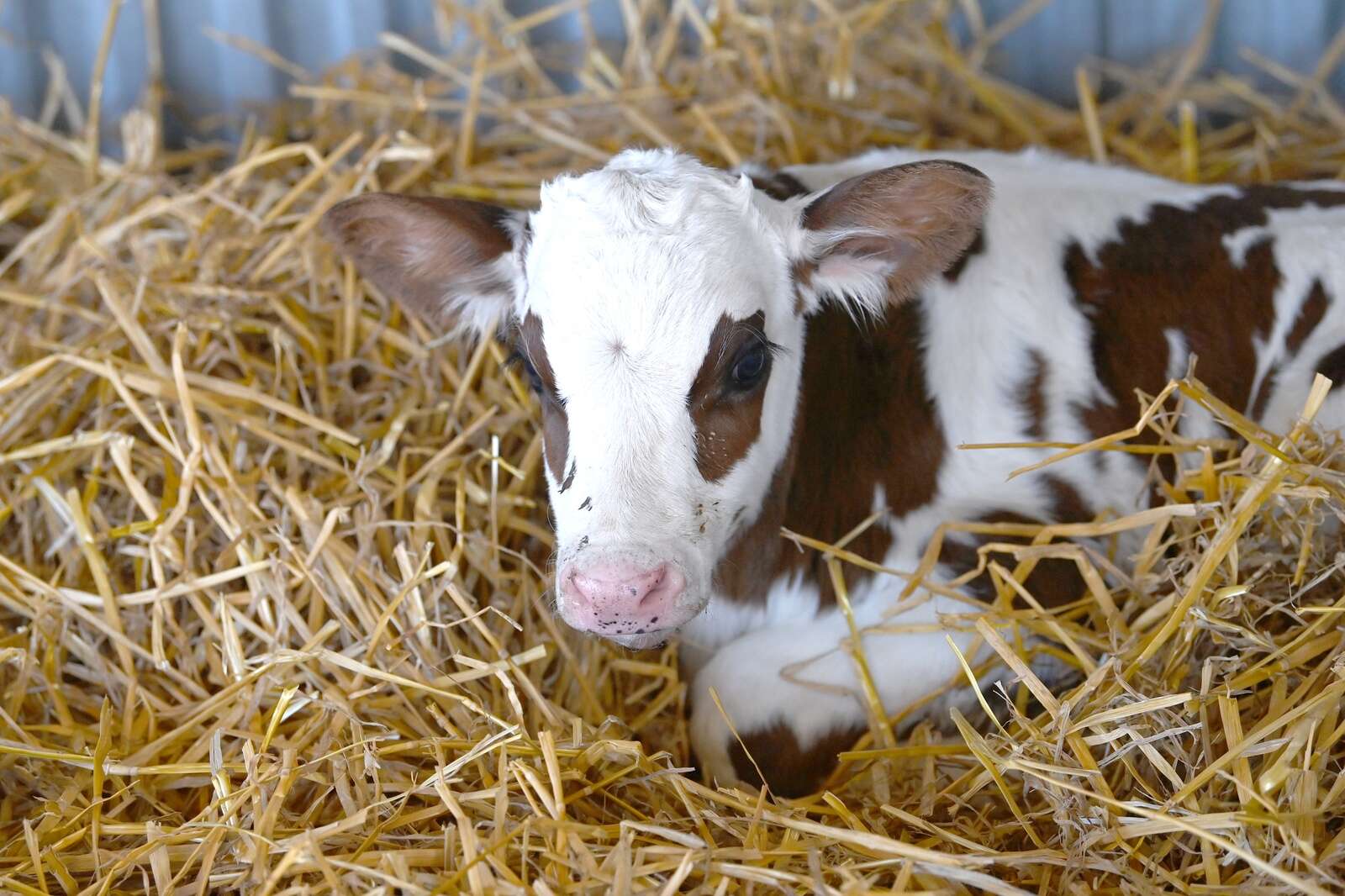 Saliva is free liquid gold | Dairy News Australia