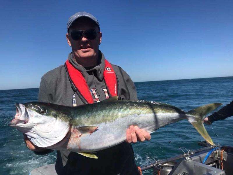 Back to school for kingfish | Dairy News Australia