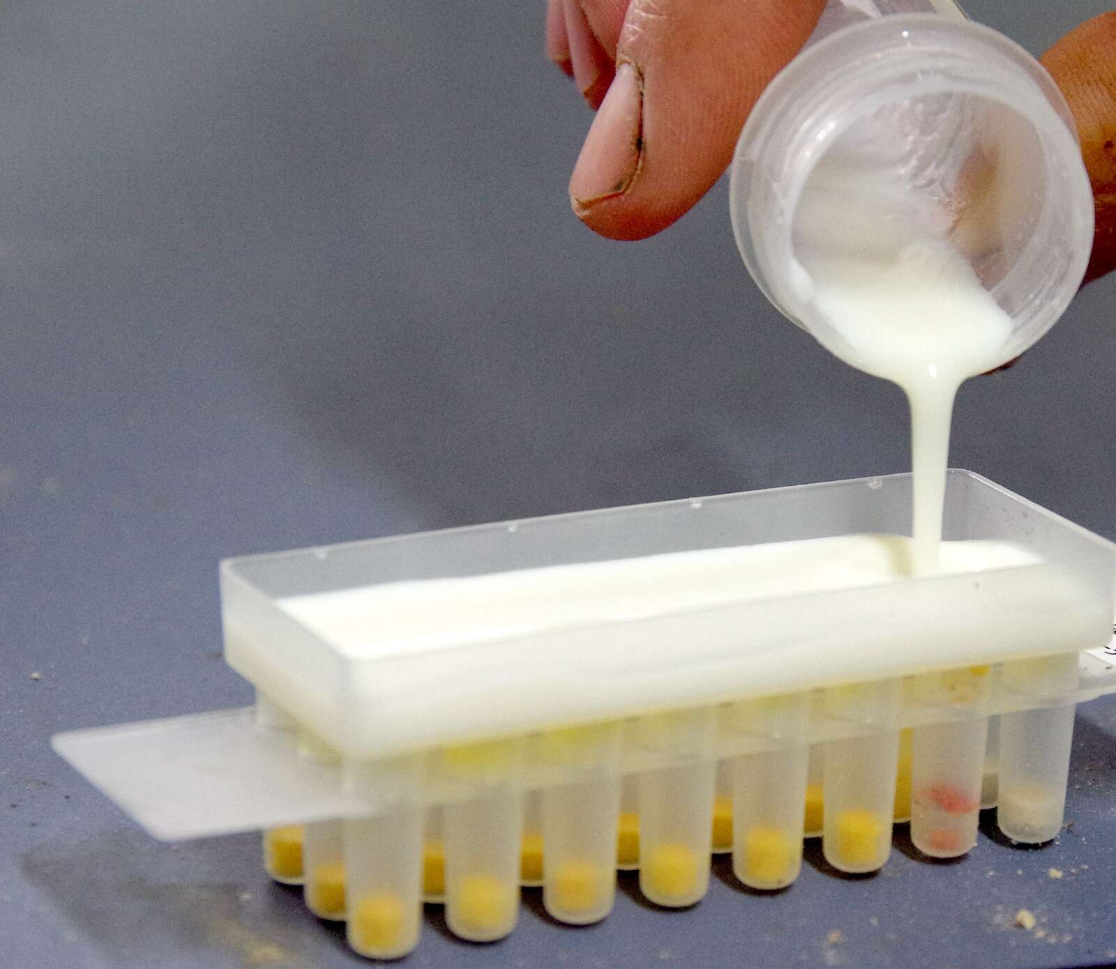 How to manage pestivirus | Dairy News Australia