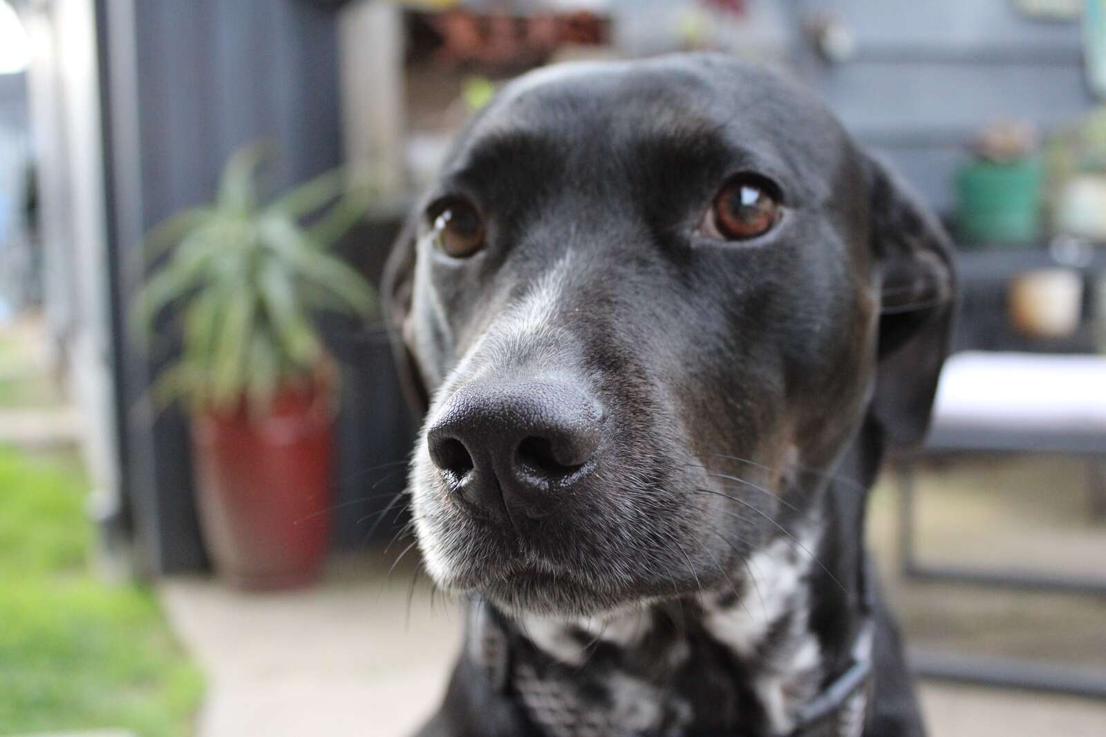 A spot-tacular mix, Luna the ‘Dalmaffy’ | Shepparton News