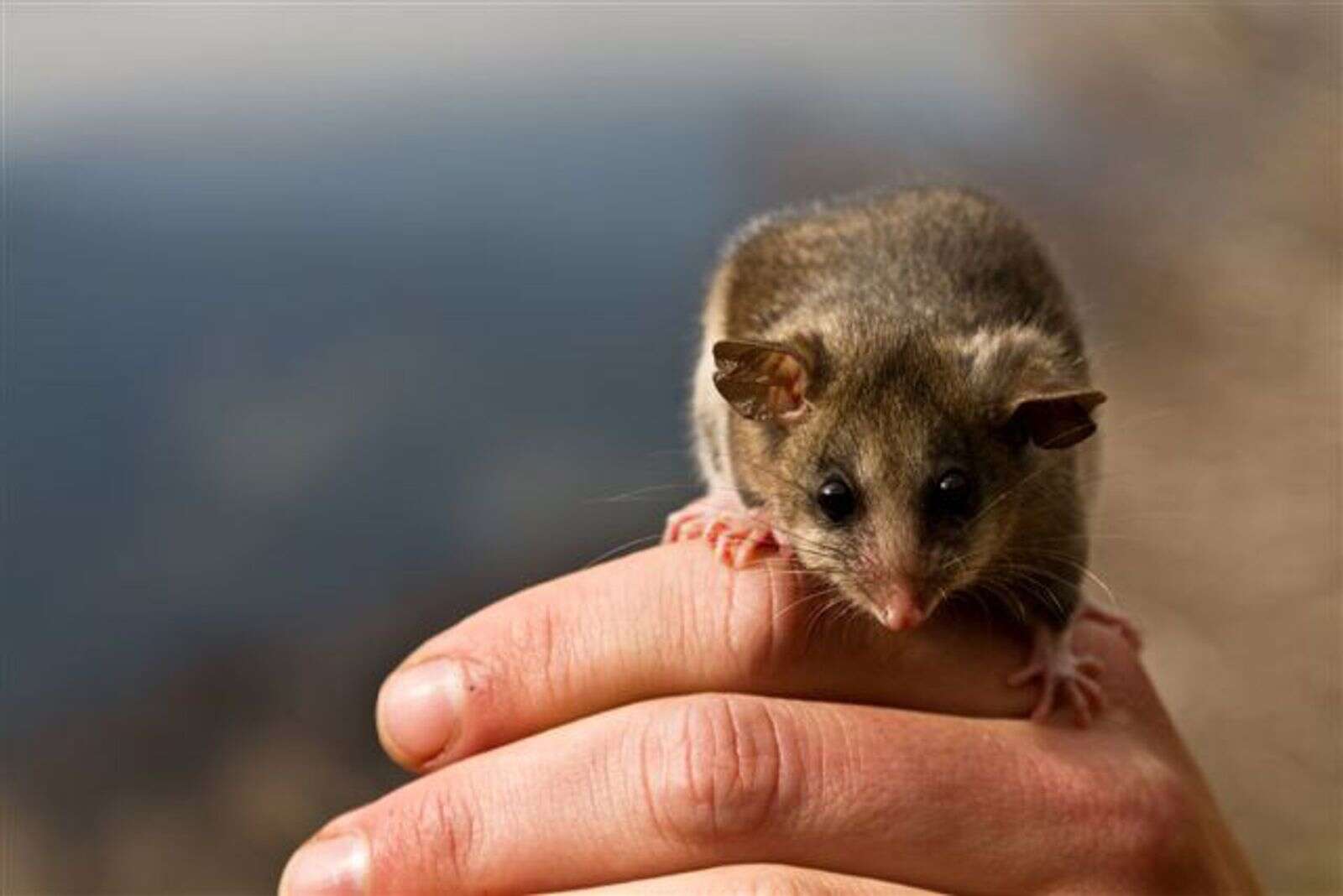 New threat for pygmy-possum | Country News