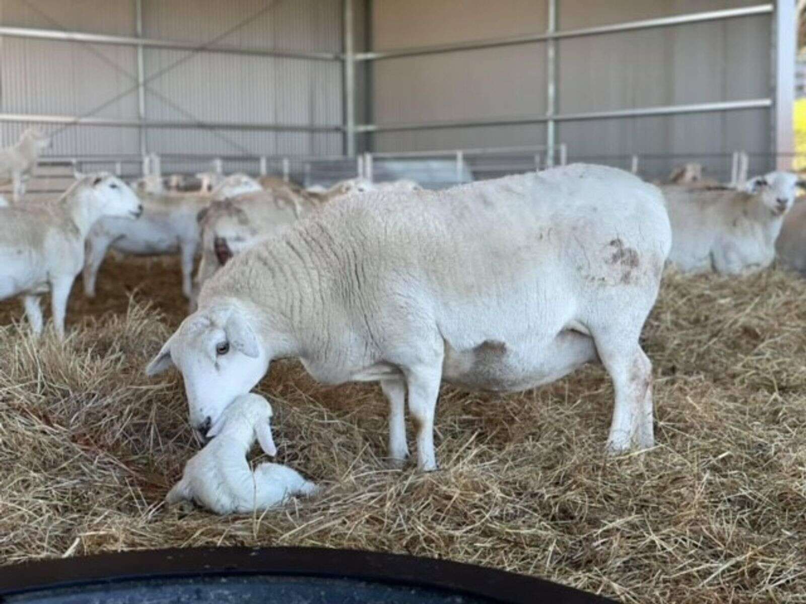 Big future for White sheep | Shepparton News