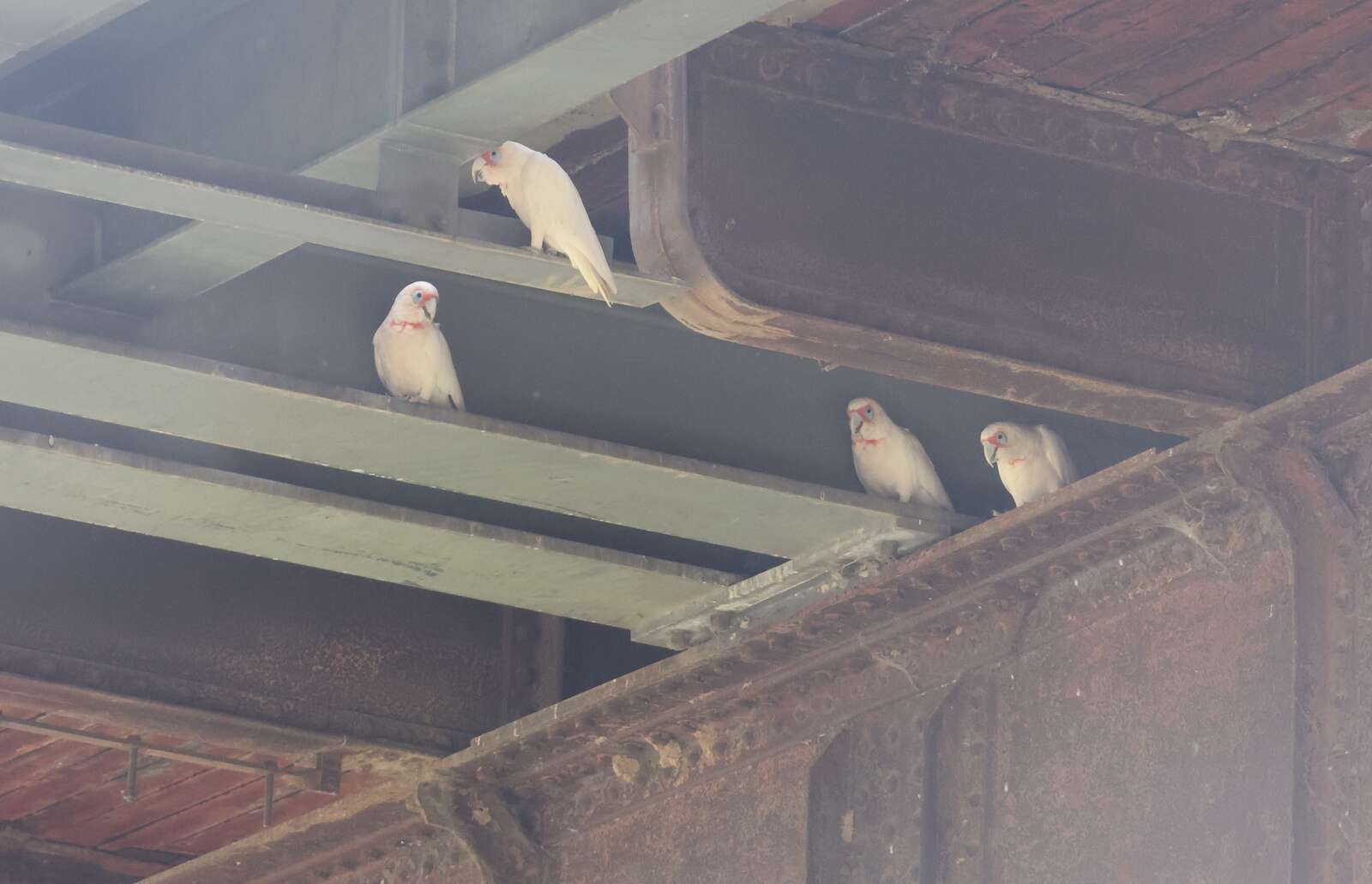 Corellas flock to a cooler spot | Riverine Herald