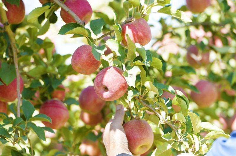 Hidden History | Fruits of their labour | Country News