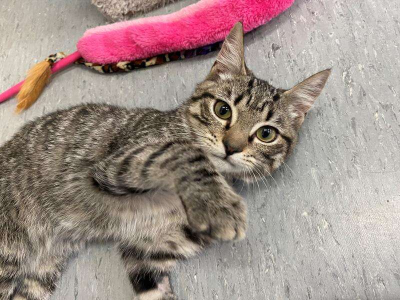 Vets can now help return pets | Shepparton News