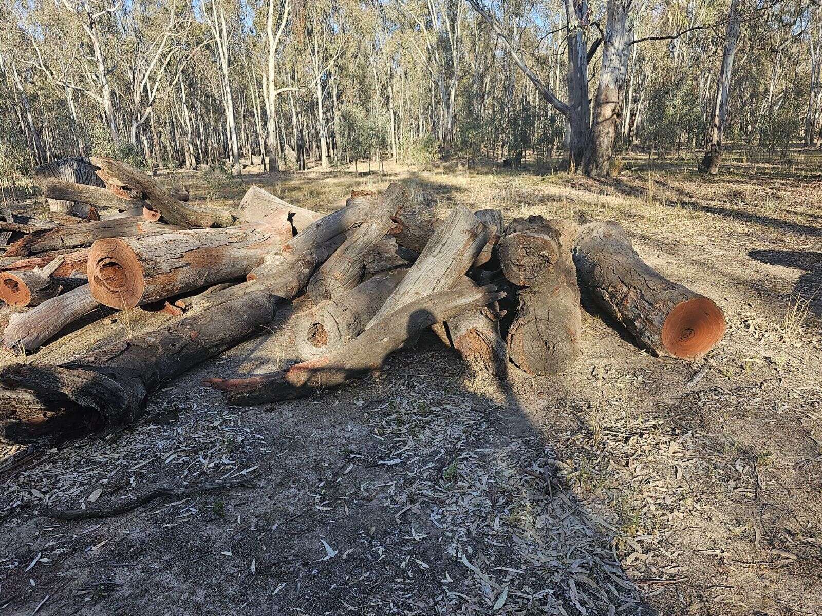 DEECA closes firewood collection area | Country News