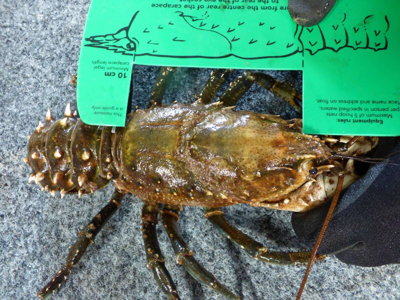 Crayfish season open for the winter | Corowa Free Press