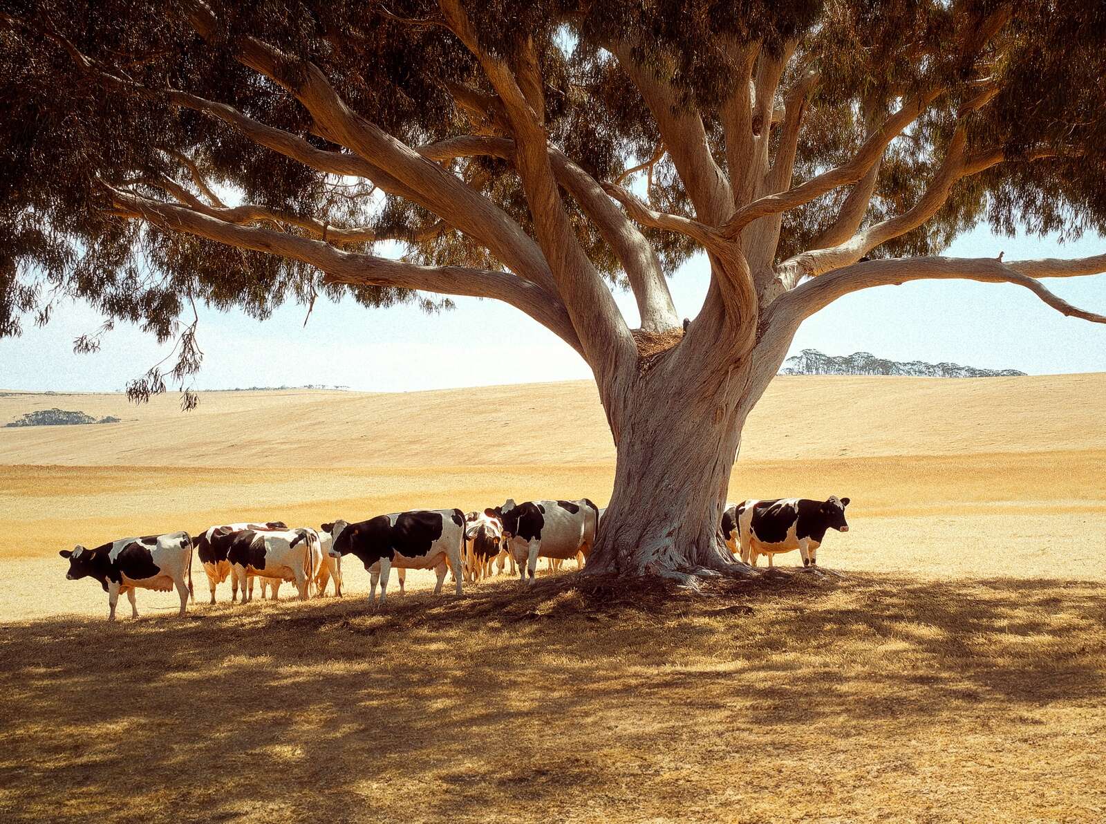 Minimise the pain of the dry spell | Dairy News Australia