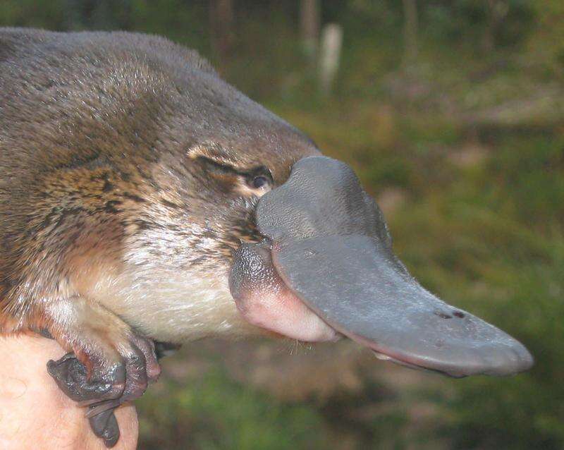Testing water samples for platypus DNA | Country News