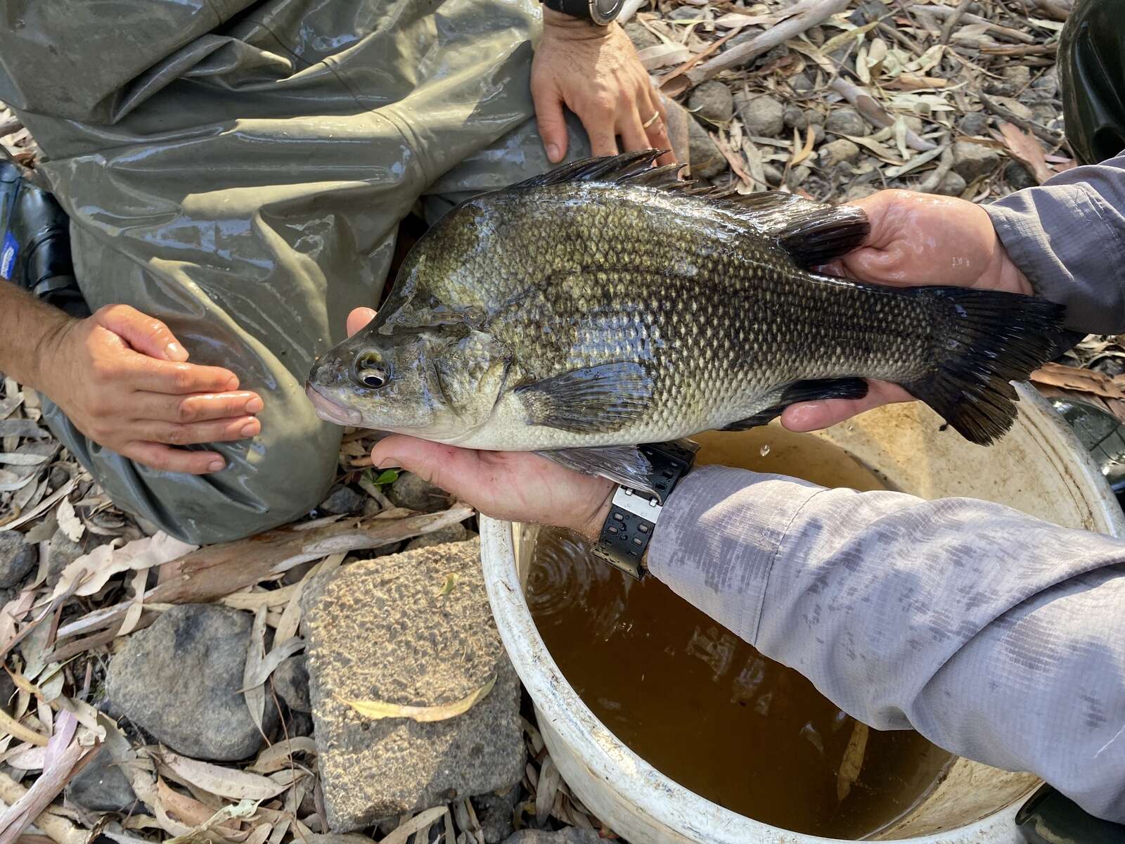 Mission to rescue endangered fish | Country News