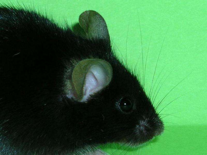 Scientists create mice with cells from two males | Kyabram Free Press