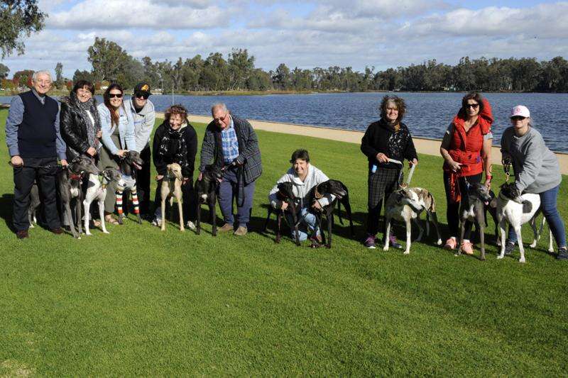 The Great Global Greyhound Walk is on this Sunday | Shepparton News