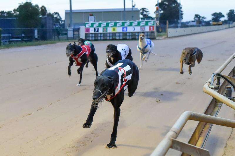 Greyhounds | Master Cornhill | Shepparton News
