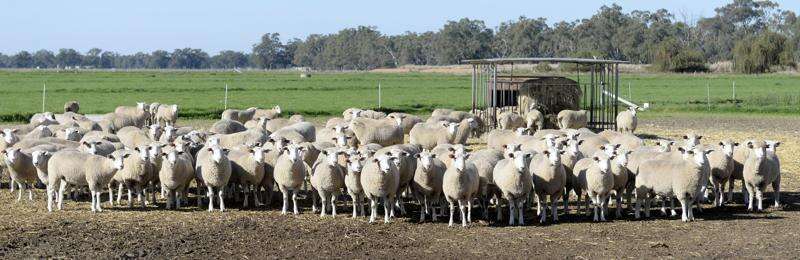 Book in for sheep conference | Country News