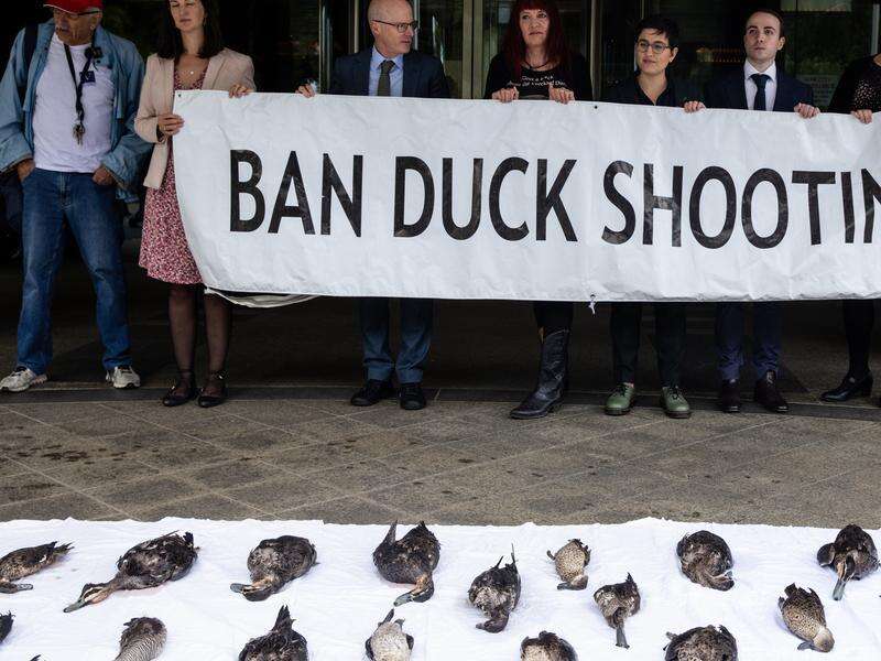 Duck hunting has 'tiny' effect on populations: experts | Cobram Courier