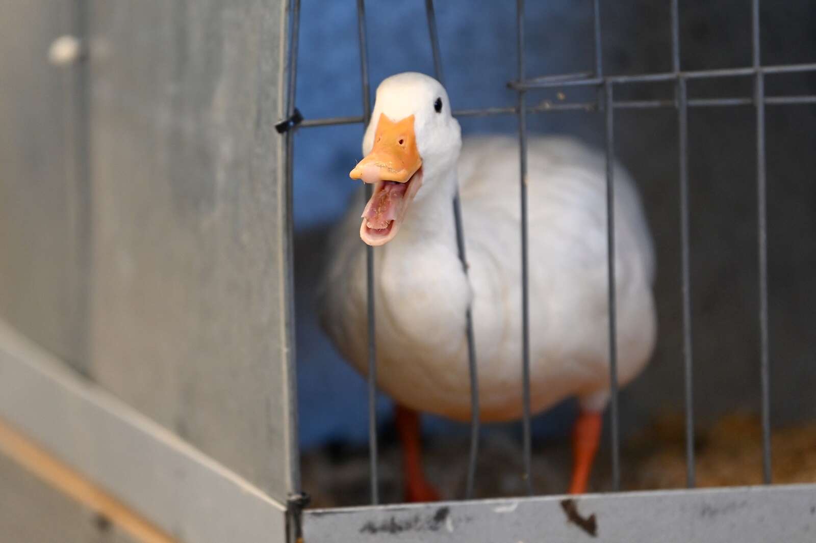 Poultry show a clucking huge success | Country News
