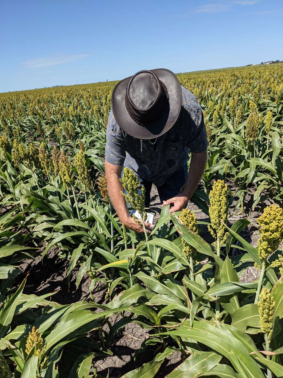 An integrated vision for predicting crop success | Riverine Herald